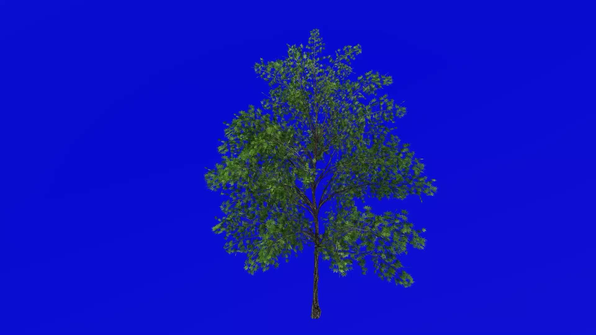 Tree animation loop - japanese maple, fullmoon maple, downy japanese ...