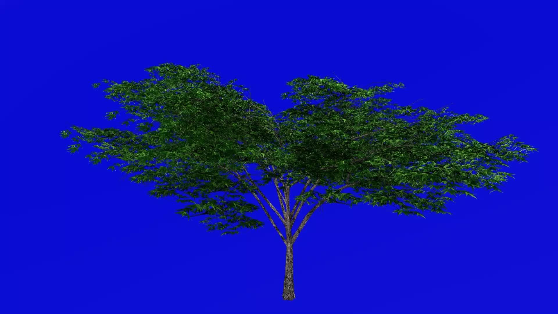 Tree animation loop - japanese maple, fullmoon maple, downy japanese ...
