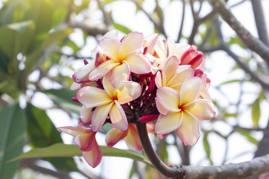 Plumeria Tree Stock Photos, Images and Backgrounds for Free Download