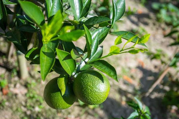 Citrus Plant Stock Photos, Images and Backgrounds for Free Download