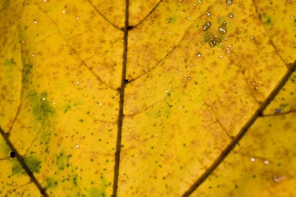 Leaf Particle Stock Photos, Images and Backgrounds for Free Download Leaf Particle Stock Photos, Images and Backgrounds for Free Download