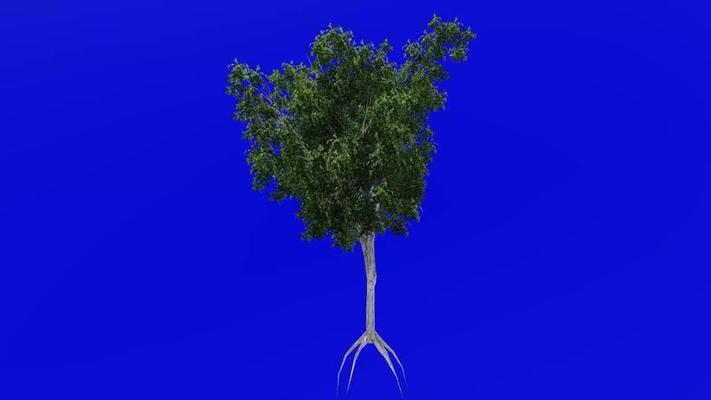 Growing Tree Animation Stock Video Footage for Free Download