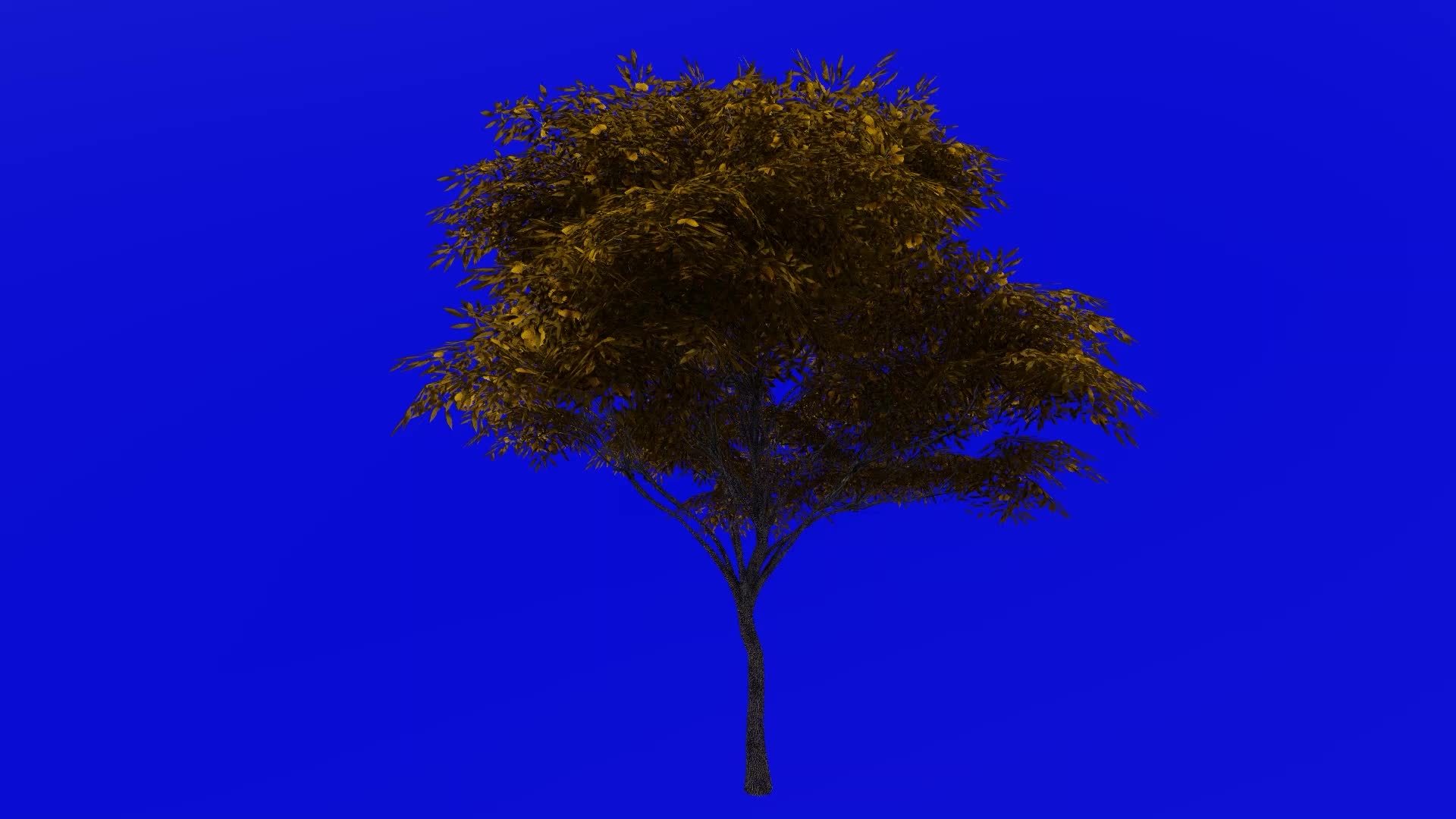 Tree fruit plants animation - sweet chestnut, spanish chestnut ...