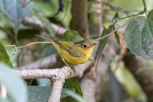 Warbler Stock Photos, Images and Backgrounds for Free Download