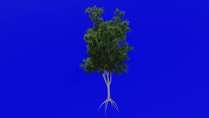 Growing Tree Animation Stock Video Footage for Free Download