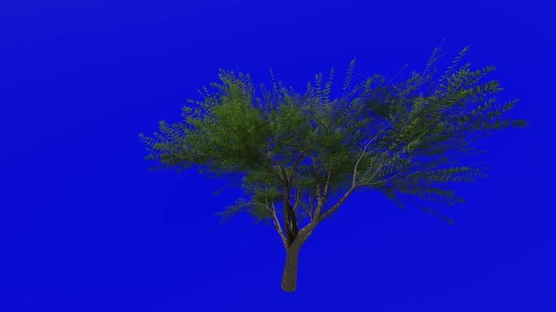 Tree animation loop - velvet mesquite - prosopis velutina - green ...