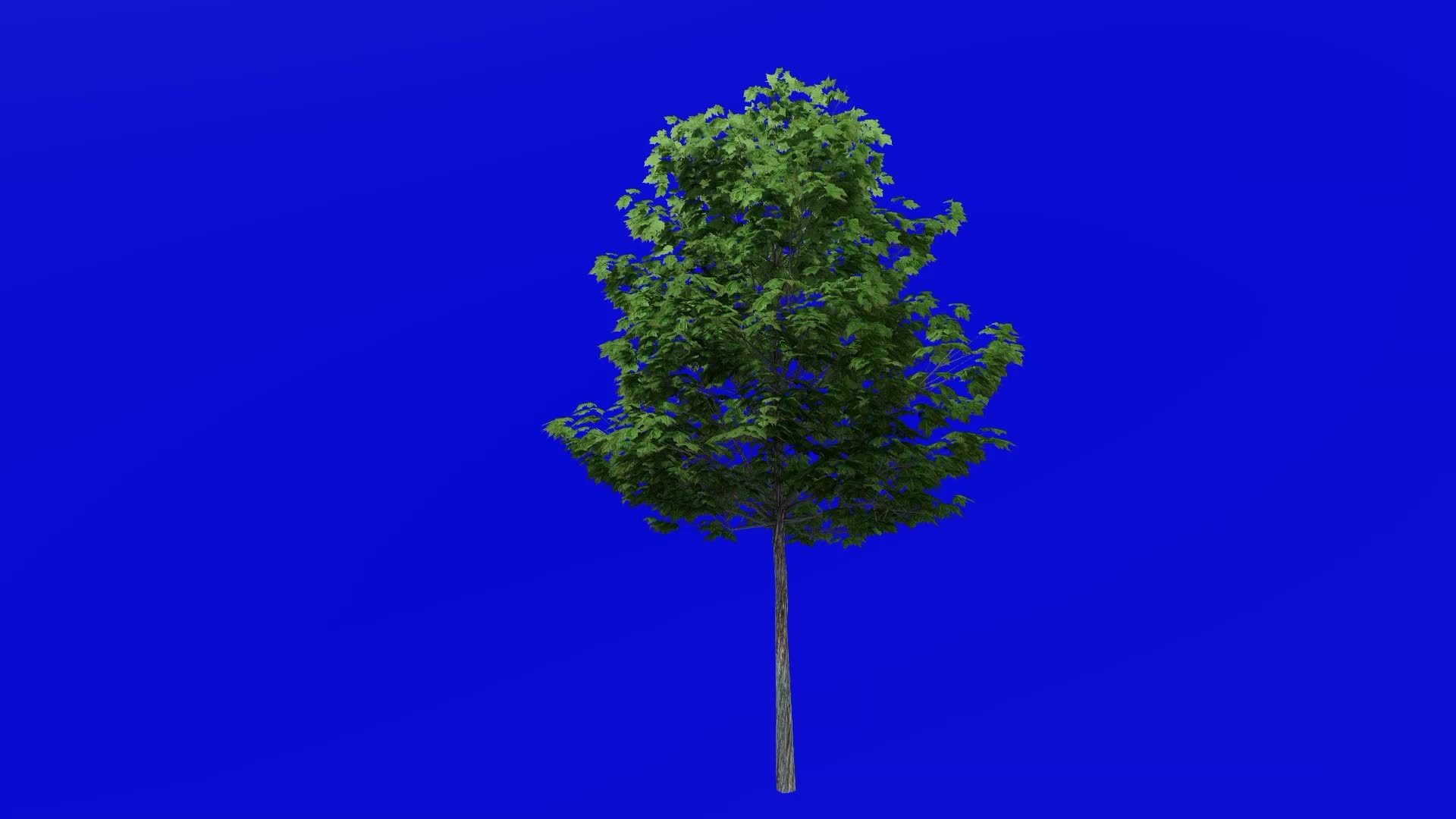 Tree plants animation loop - sugar maple - acer saccharum - green ...