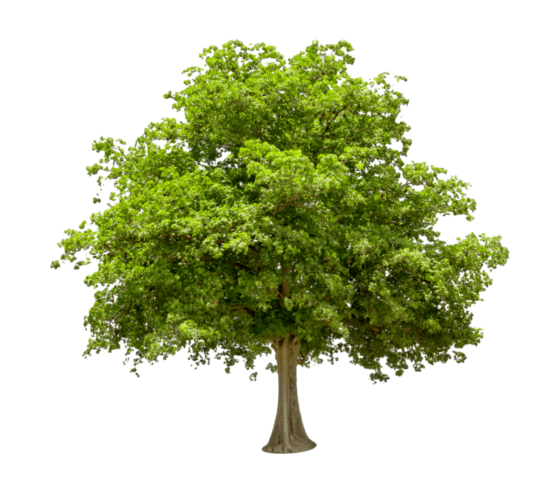 Tree Clip Art PNGs for Free Download