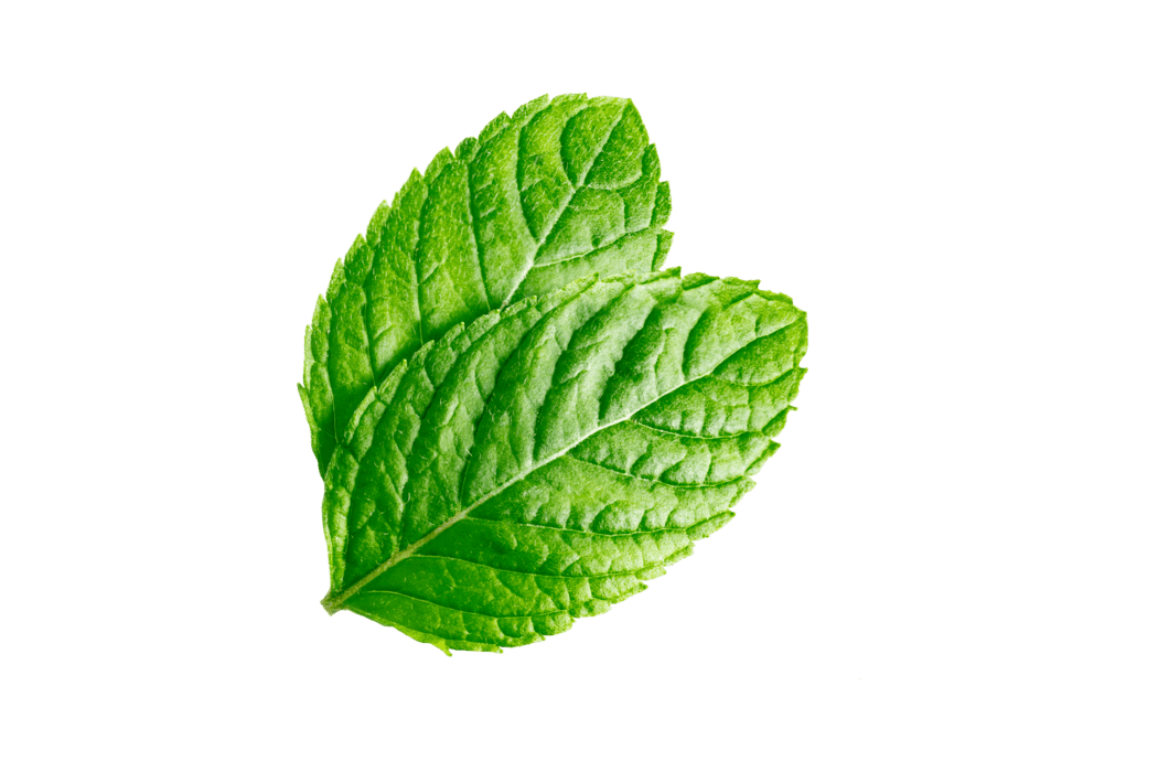 Mint Png