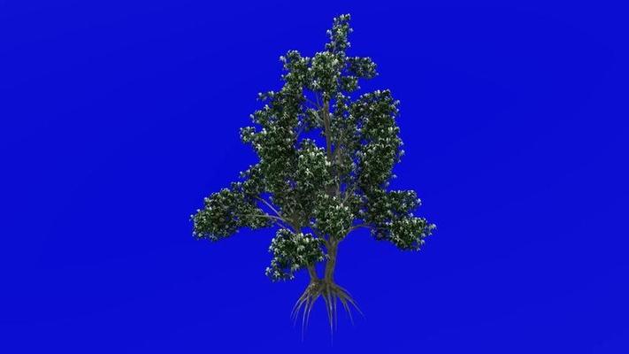 Growing Tree Animation Stock Video Footage for Free Download