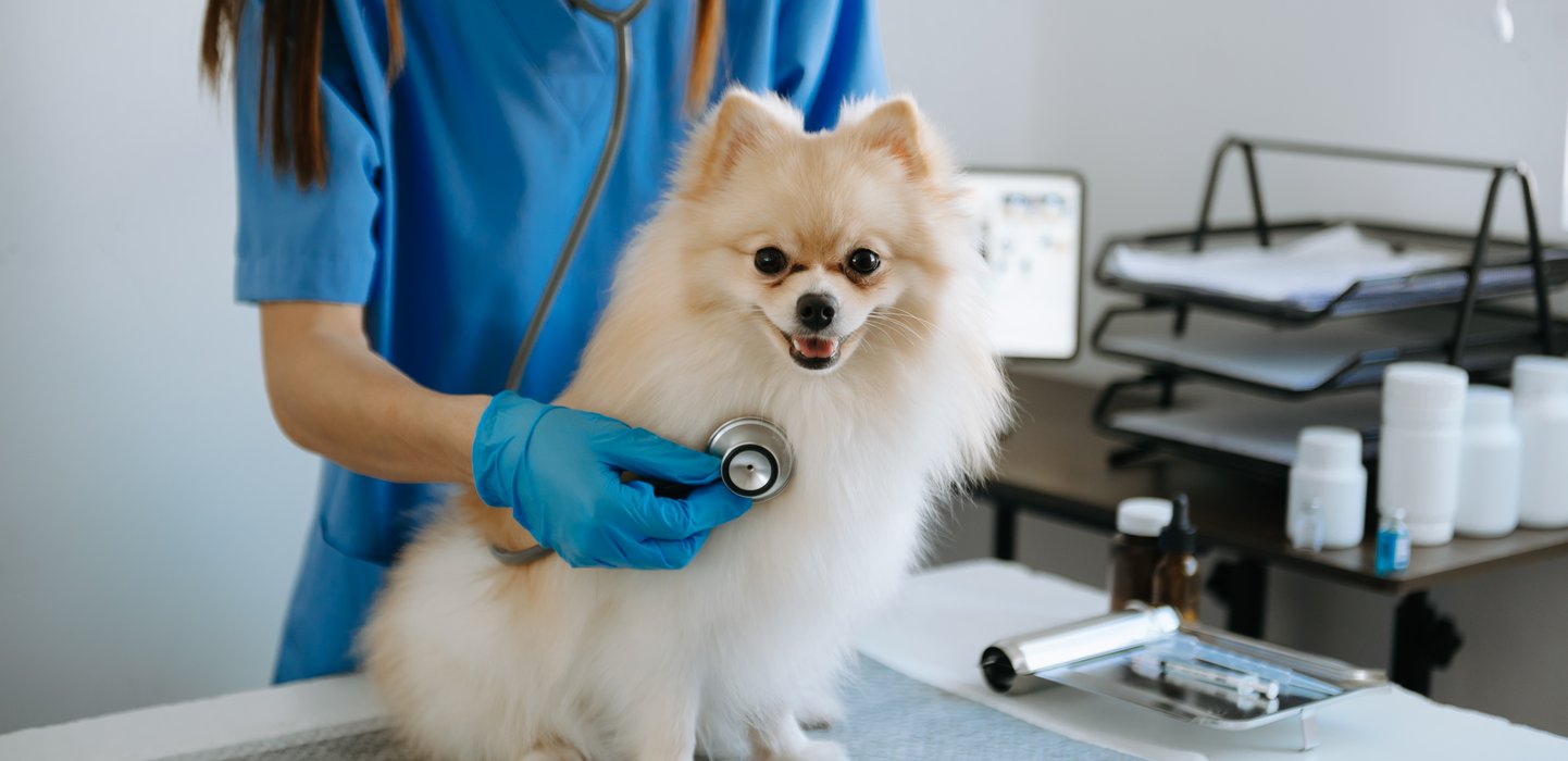 Veterinarian Stock Photos, Images and Backgrounds for Free Download