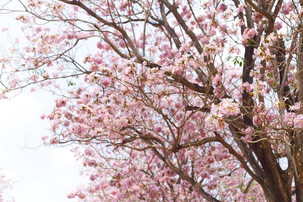 Pink Flower Tree Stock Photos, Images and Backgrounds for Free Download