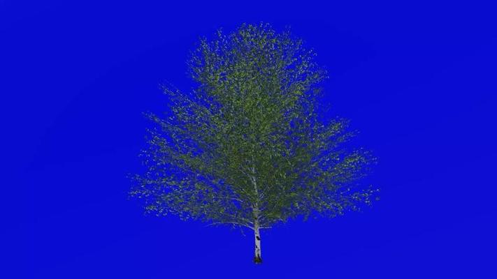 Tree Animation Stock Video Footage for Free Download