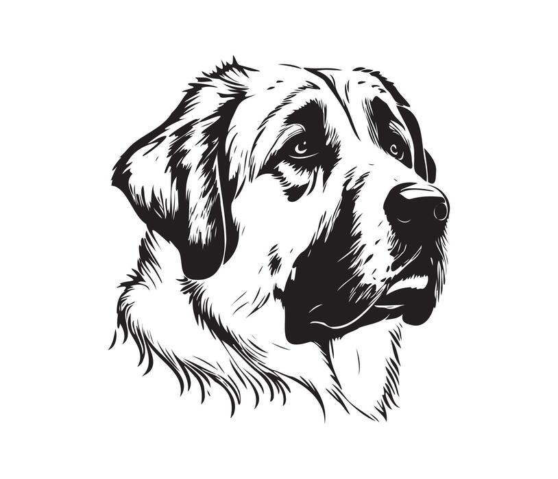 Saint Bernard Vector Art, Icons, and Graphics for Free Download