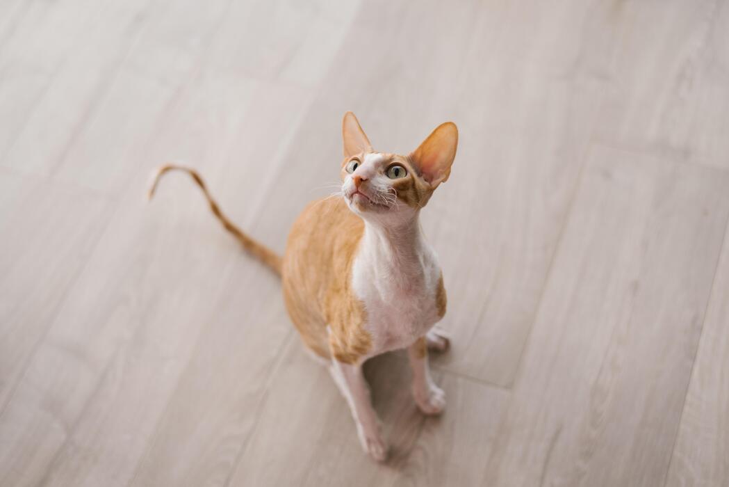 Orange Cornish Rex