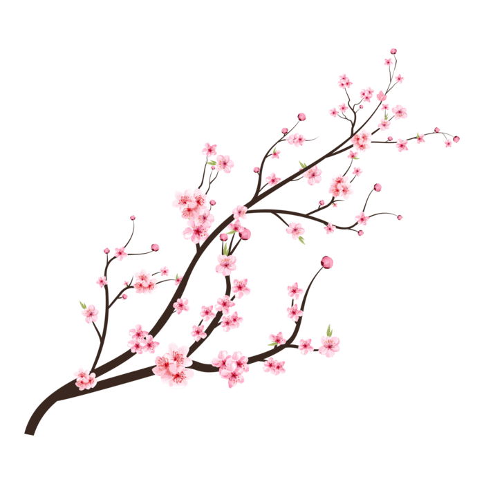 Cherry Blossoms PNGs for Free Download