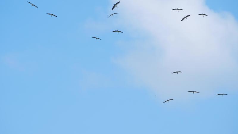 Flock of birds flying at against the blue sky. Silhouette of wild bird herons in the sky ...