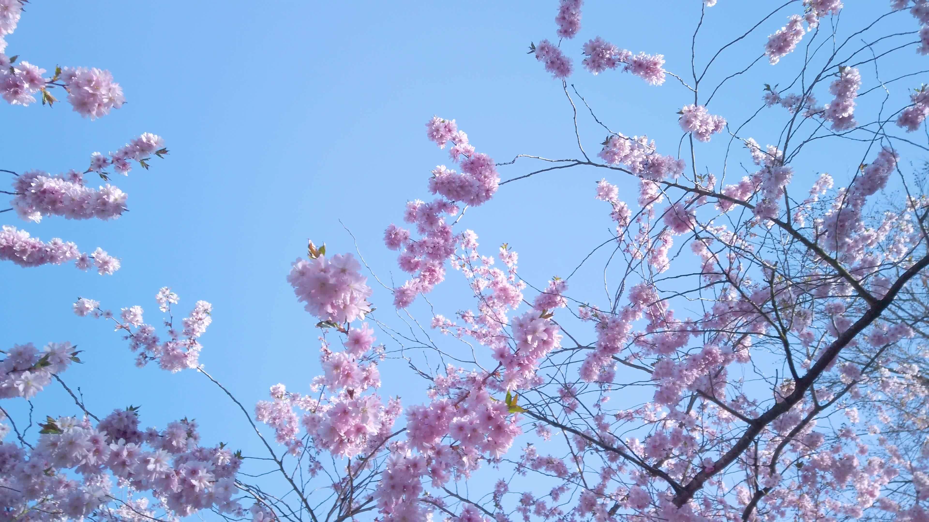 Spring cherry trees in full bloom with blue sky background 23129958 ...