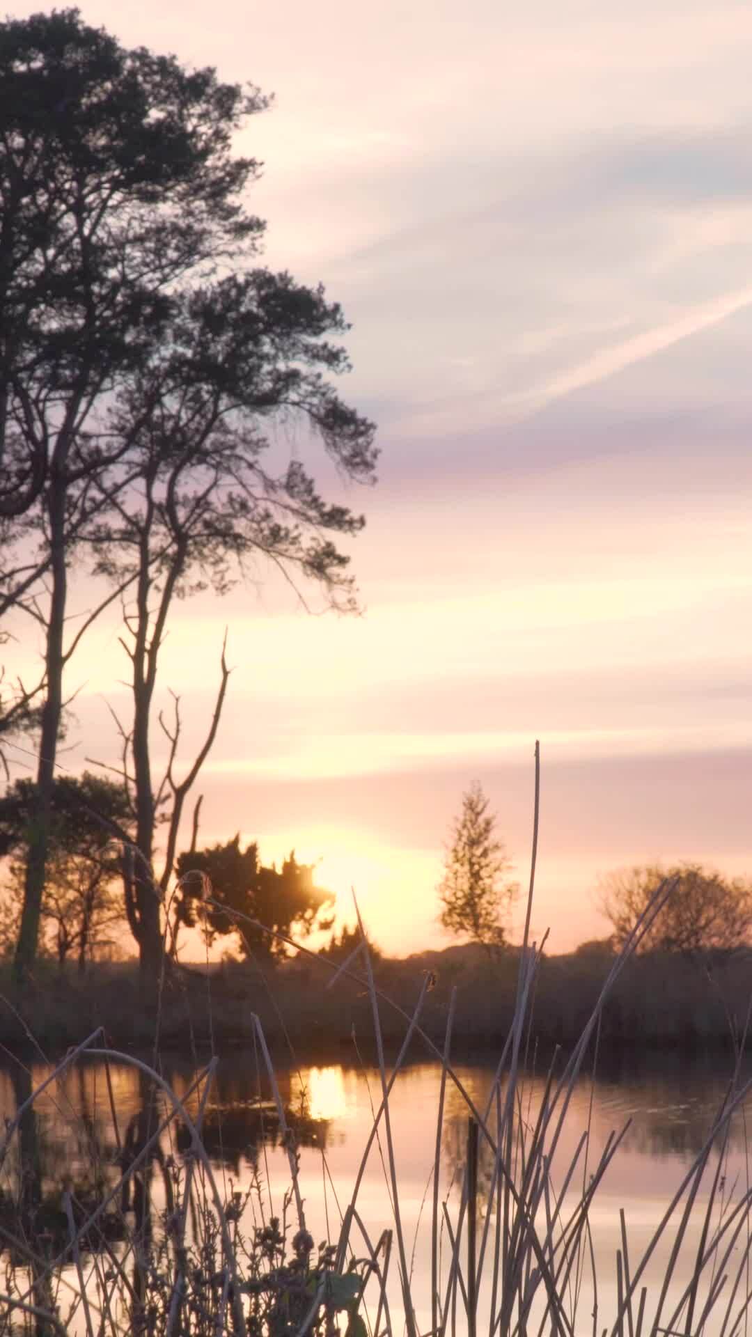 Sun light shines through trees in scenic landscape 23155017 Stock Video ...