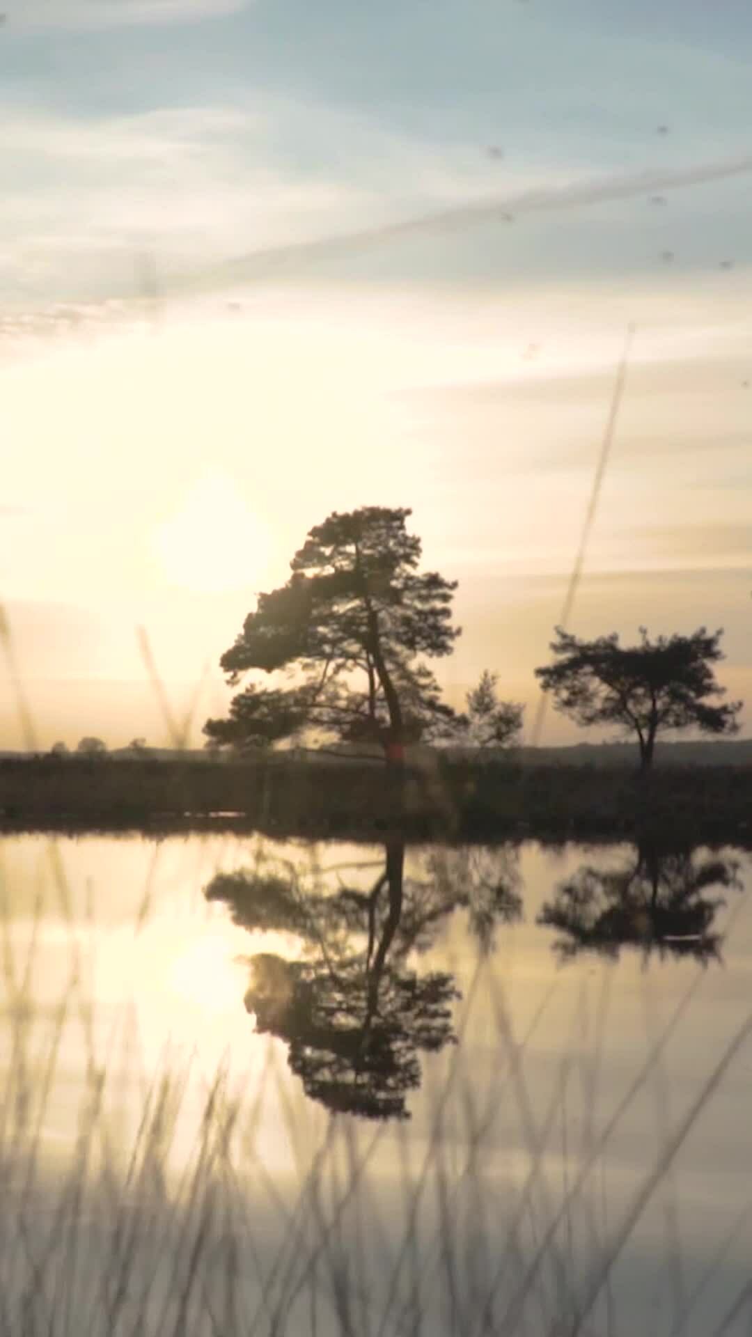 Sun light shines through trees in scenic landscape 23155019 Stock Video ...