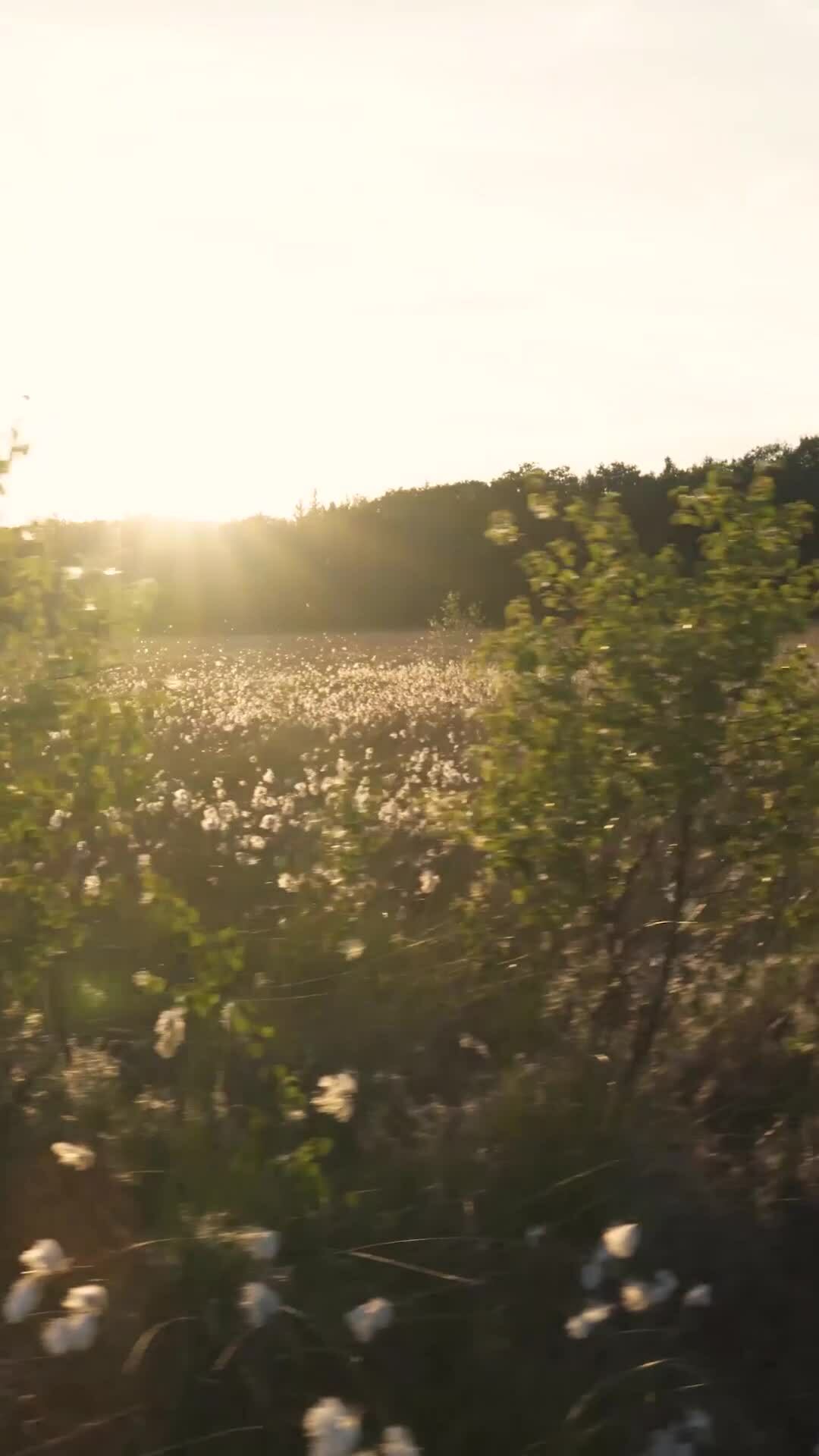 Sun light shines through trees in scenic landscape 23155037 Stock Video ...