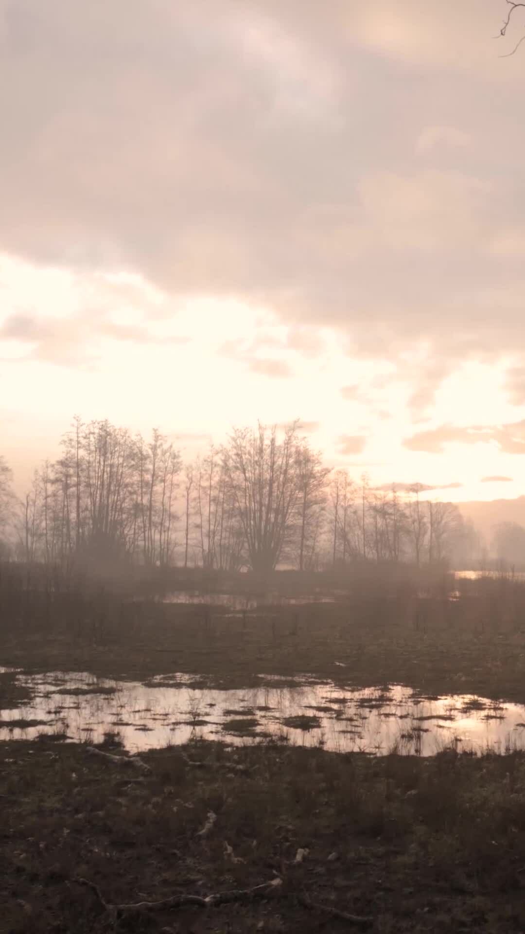 Hazy Morning Light Shines Through Trees And Green Rural Landscape hazy-morning-light-shines-through-trees-and-green-rural-landscape