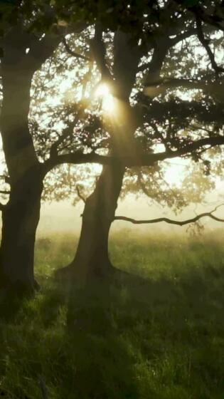 Sun light shines through trees in scenic landscape 23156664 Stock Video ...