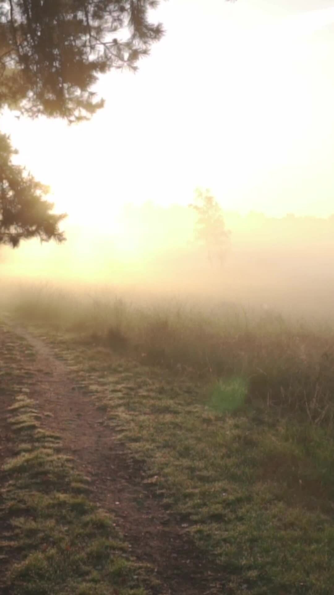 Sun light shines through trees in scenic landscape 23156729 Stock Video ...