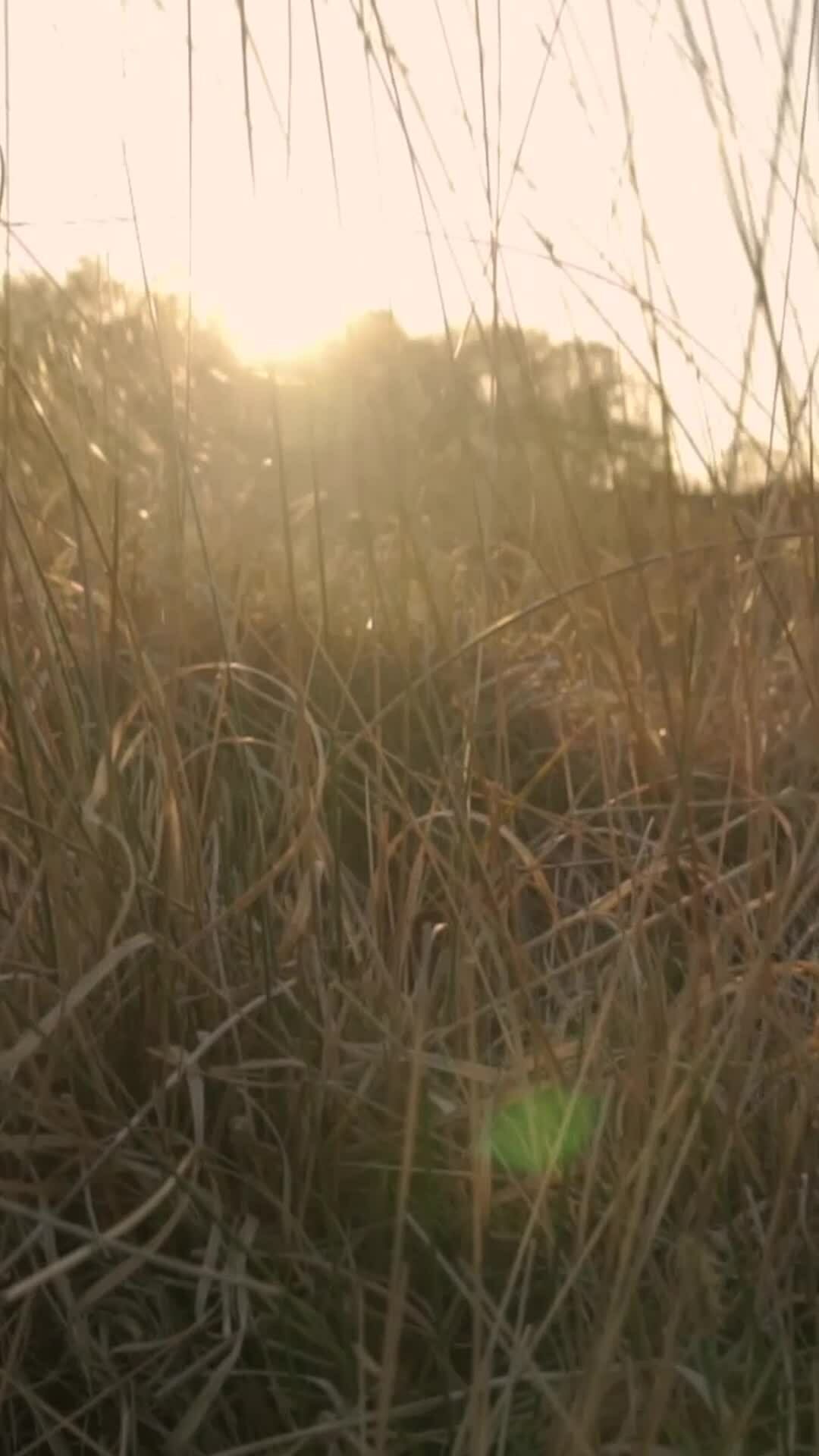 Sun light shines through trees in scenic landscape 23156753 Stock Video ...