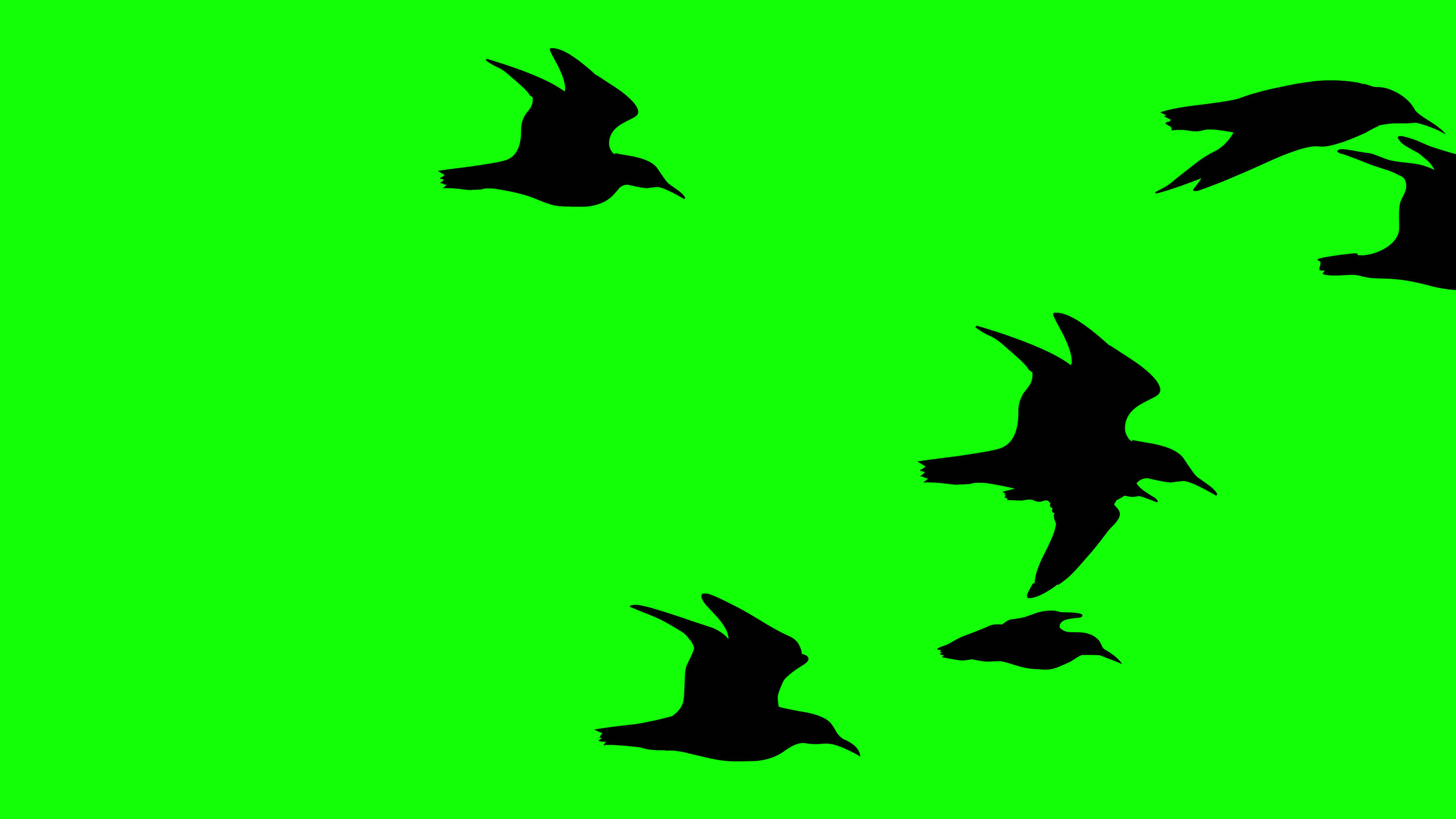 halloween bat flying Flock of Black crows loop motion graphics video ... halloween bat flying Flock of Black crows loop motion graphics video ...