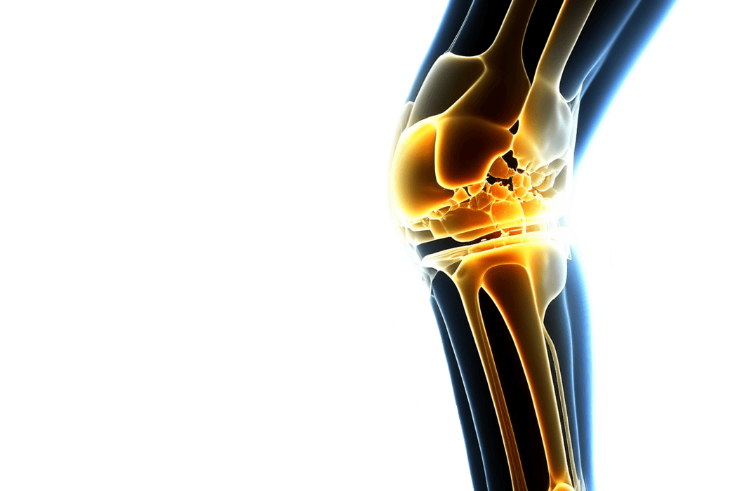 Porro PNG para descargar gratis