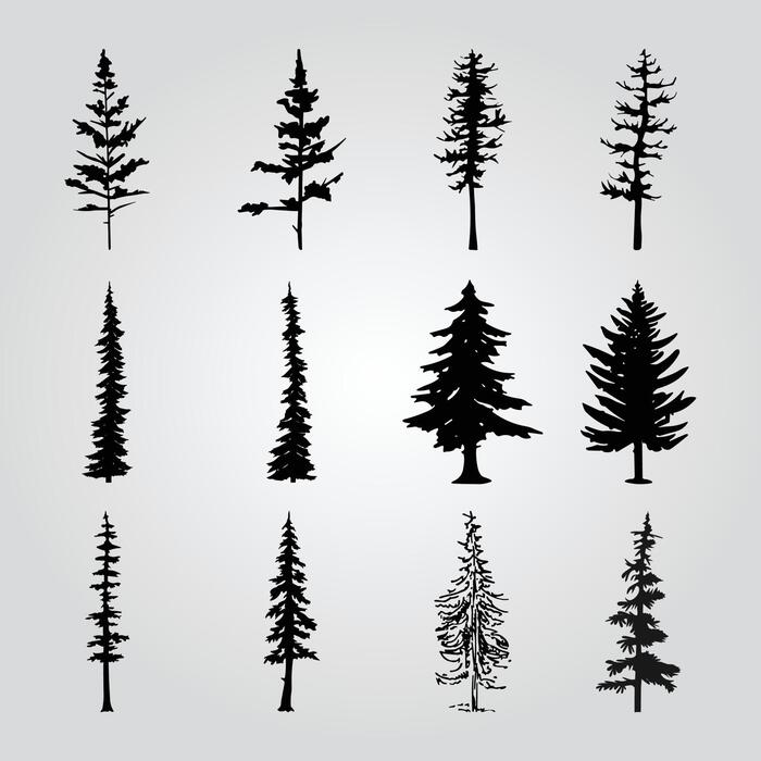 Pine Tree Line Drawing Vector Art, Icons, and Graphics for Free Download