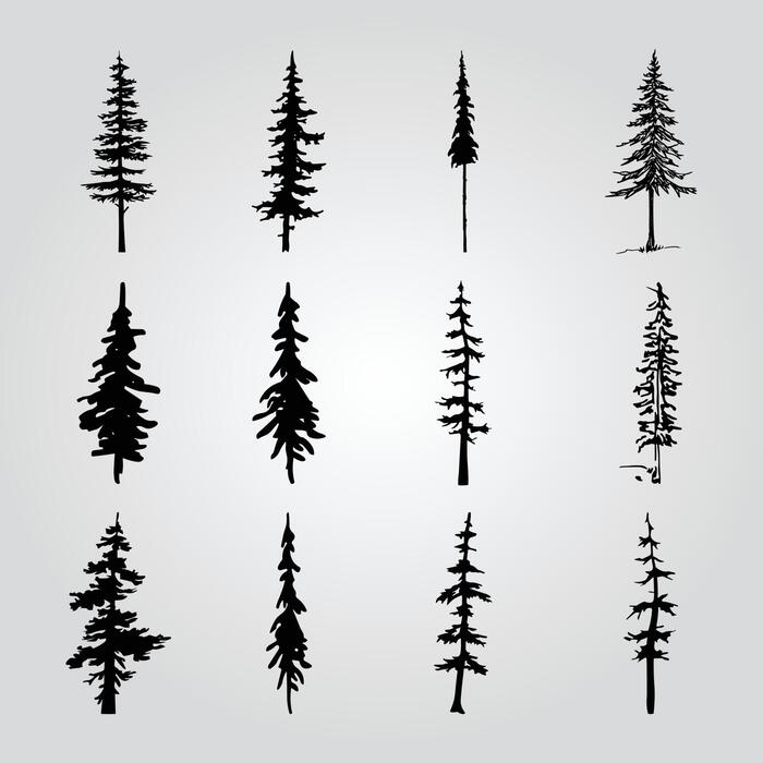 Simple Pine Tree Line Drawing