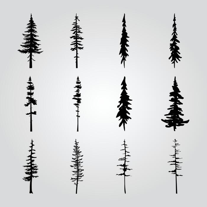 Pine Tree Line Drawing Vector Art, Icons, and Graphics for Free Download