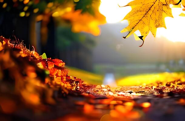 Autumn Stock Photos, Images and Backgrounds for Free Download
