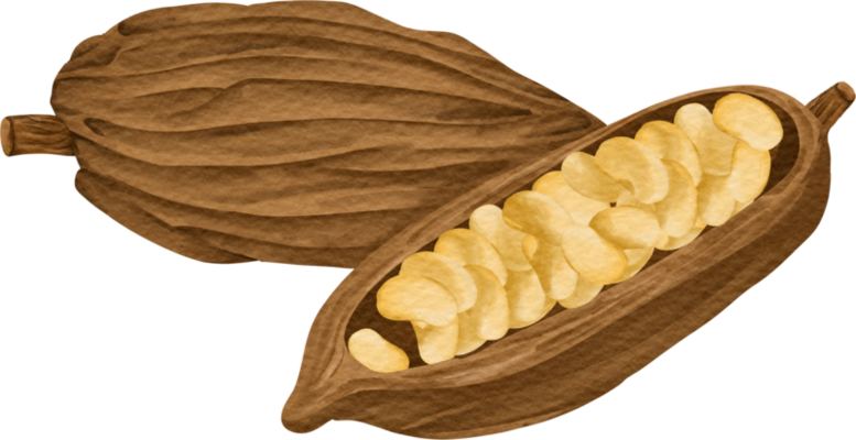 Cocoa Bean Pngs For Free Download