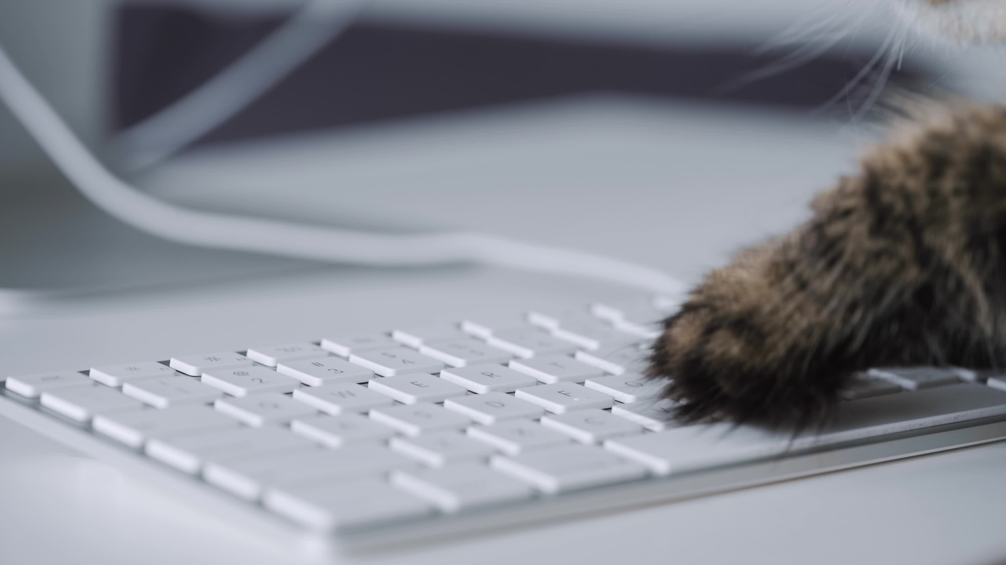 Cat Typing On Computer