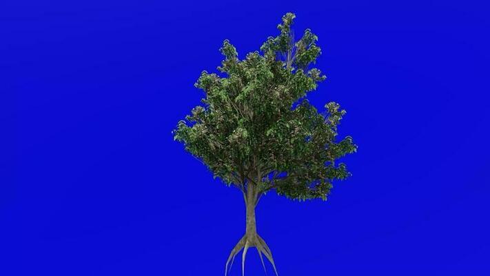 Growing Tree Animation Stock Video Footage for Free Download