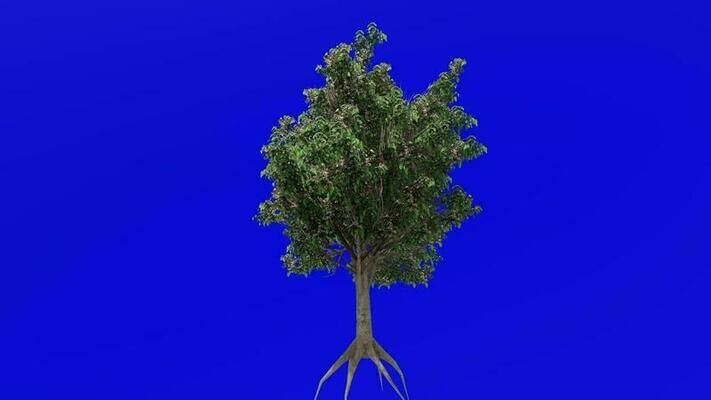 Growing Tree Animation Stock Video Footage for Free Download