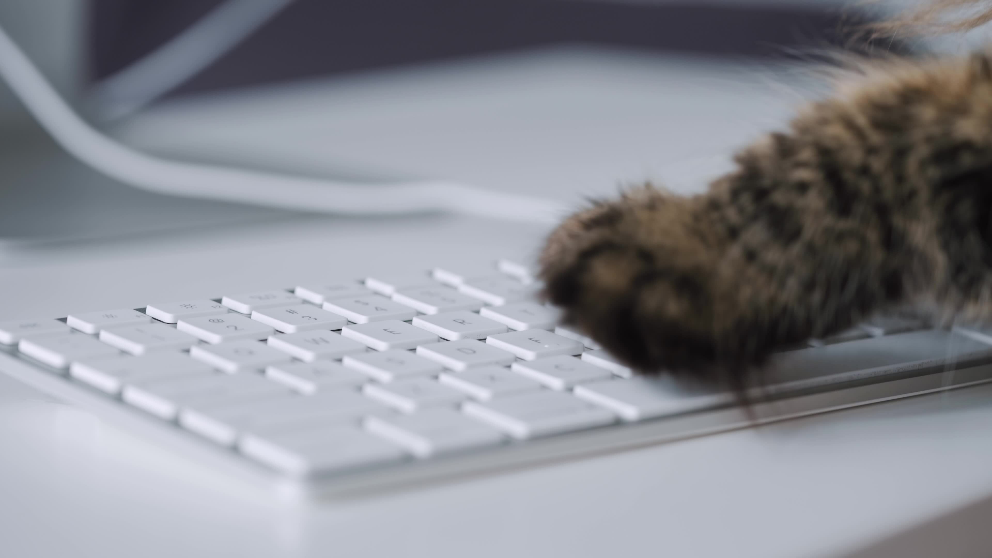 Cute tabby cat is typing text on a computer keyboard 23528310 Stock Video at Vecteezy