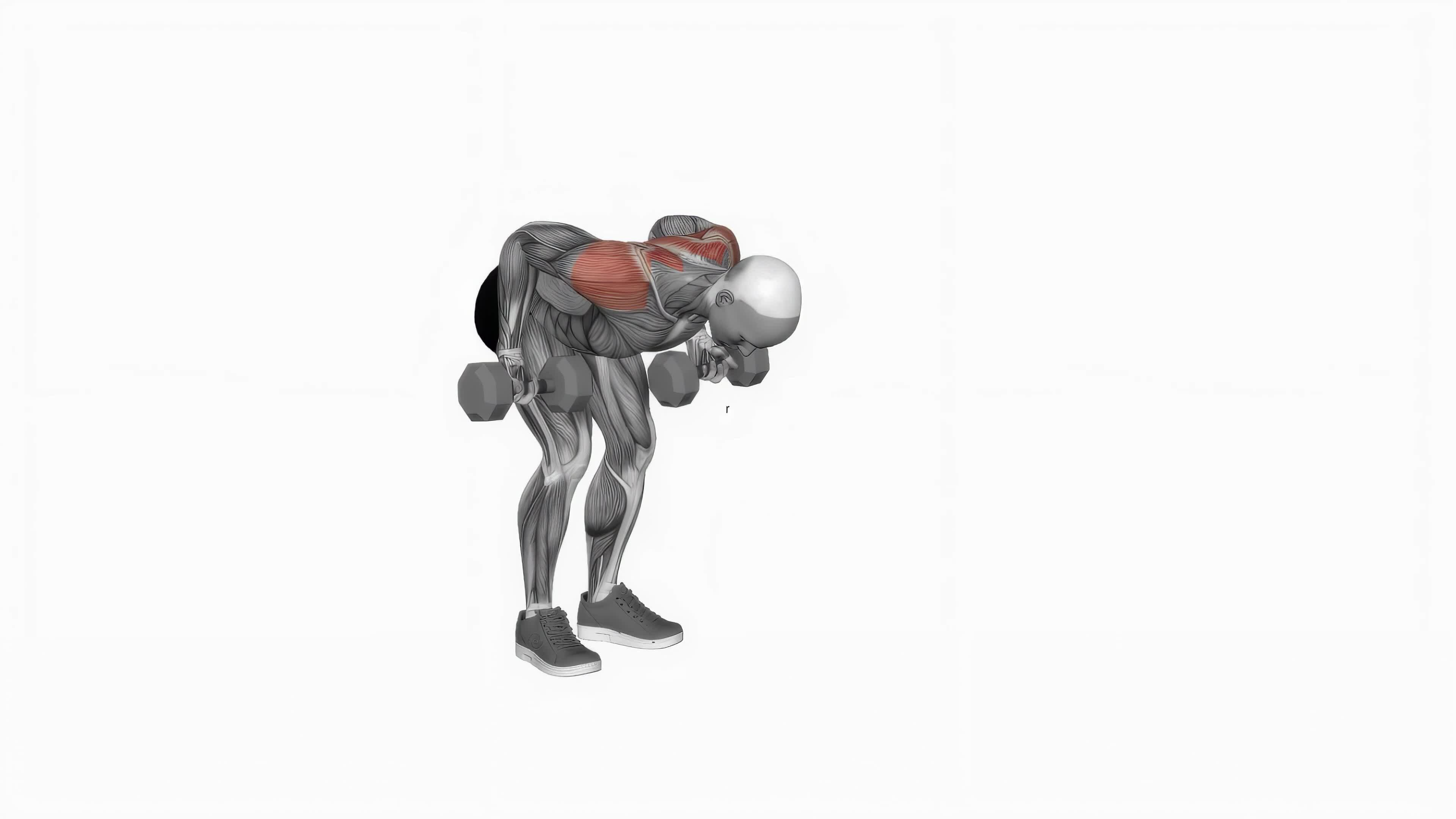 Dumbbell bent over reverse row fitness exercise workout animation video ... Dumbbell bent over reverse row fitness exercise workout animation video ...