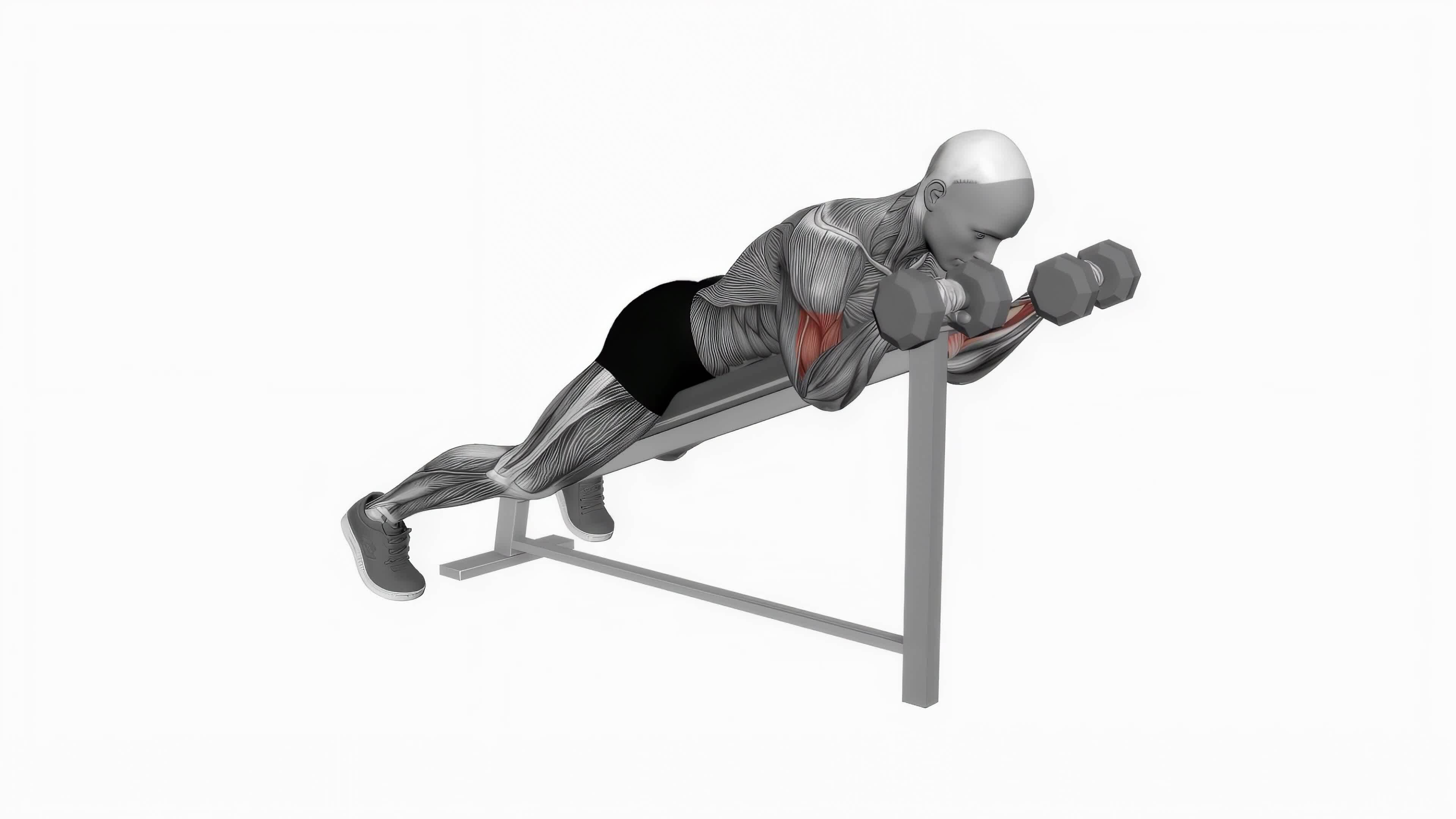 Dumbbell reverse spider curl fitness exercise workout animation video ... Dumbbell reverse spider curl fitness exercise workout animation video ...