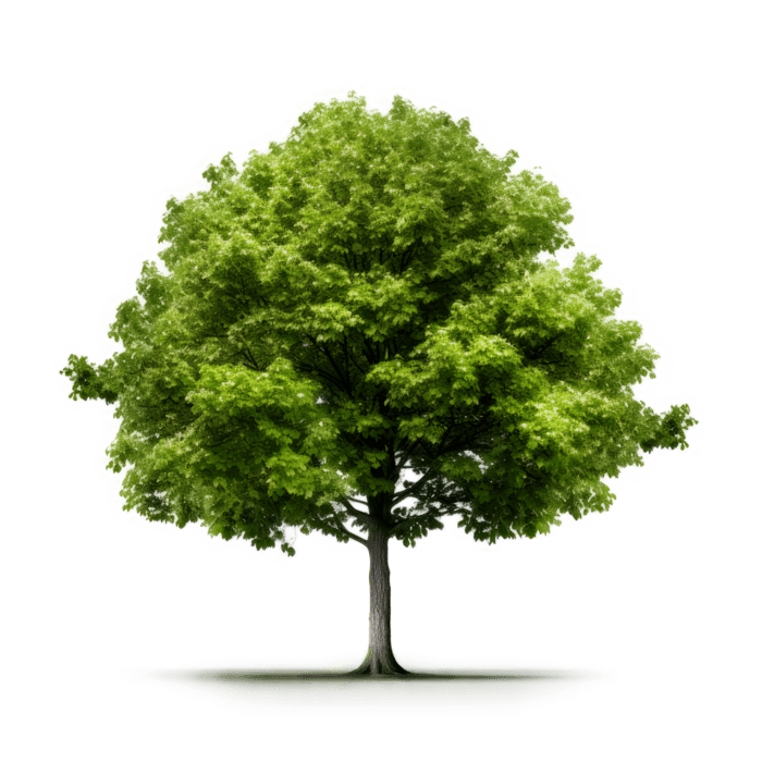 Animated Tree PNGs for Free Download