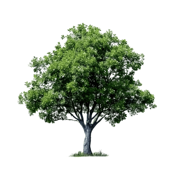 Tree PNGs for Free Download