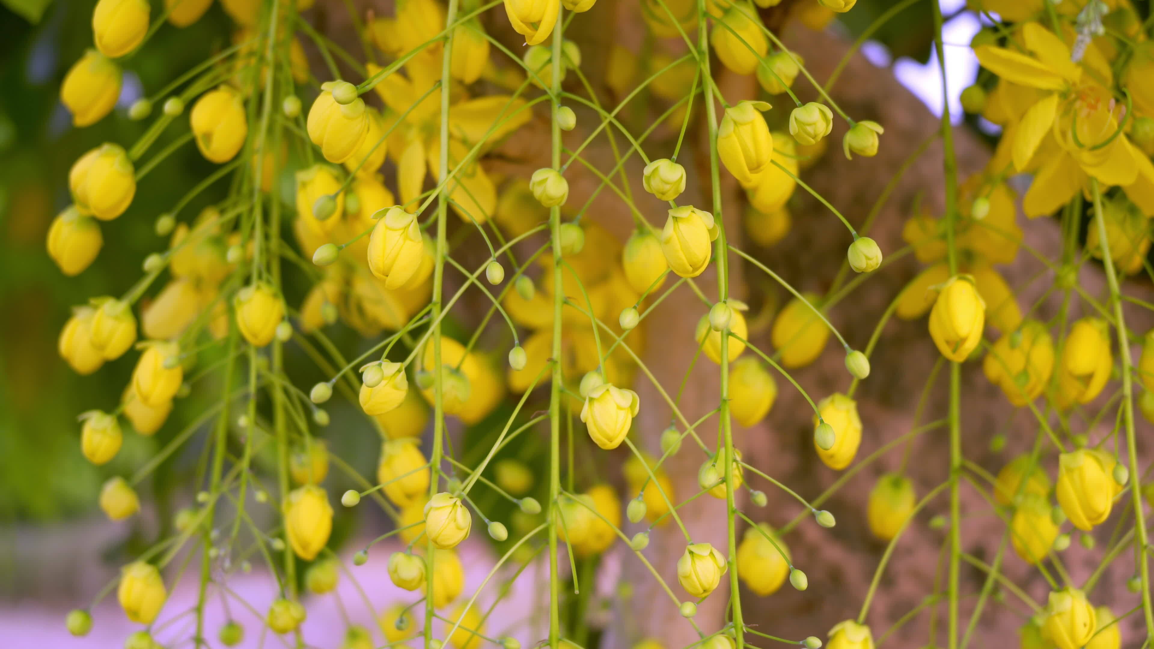 Golden shower tree,Beautiful bunches of yellow flowers hanging during the summer are common in ...