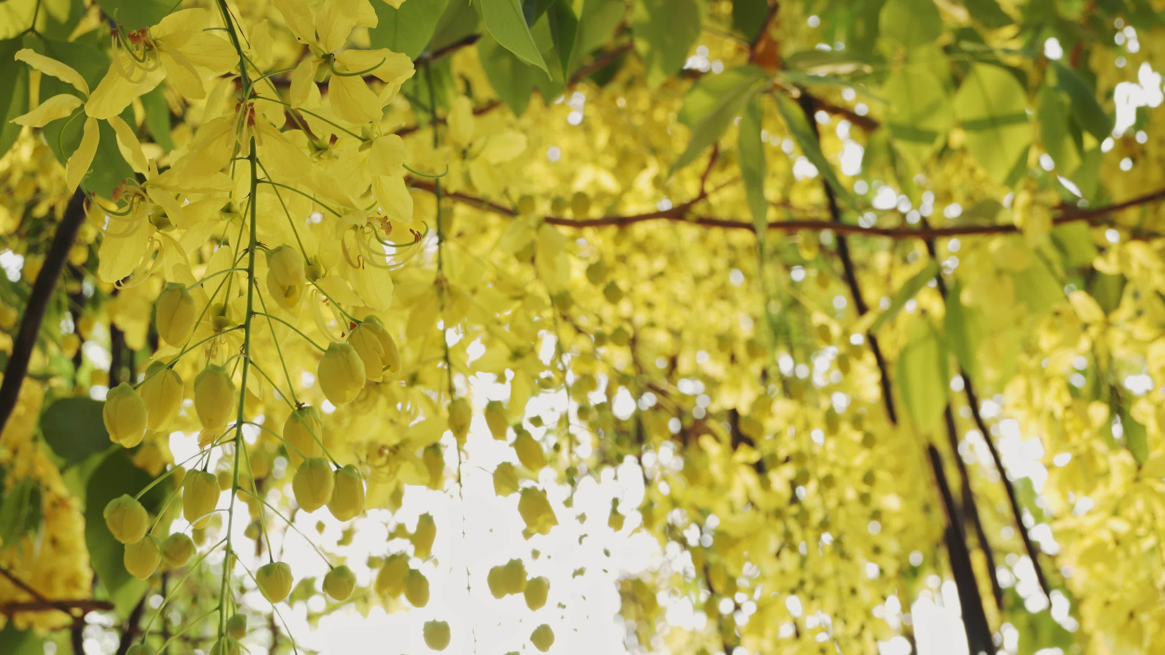 Golden shower tree,Beautiful bunches of yellow flowers hanging during the summer are common in ...