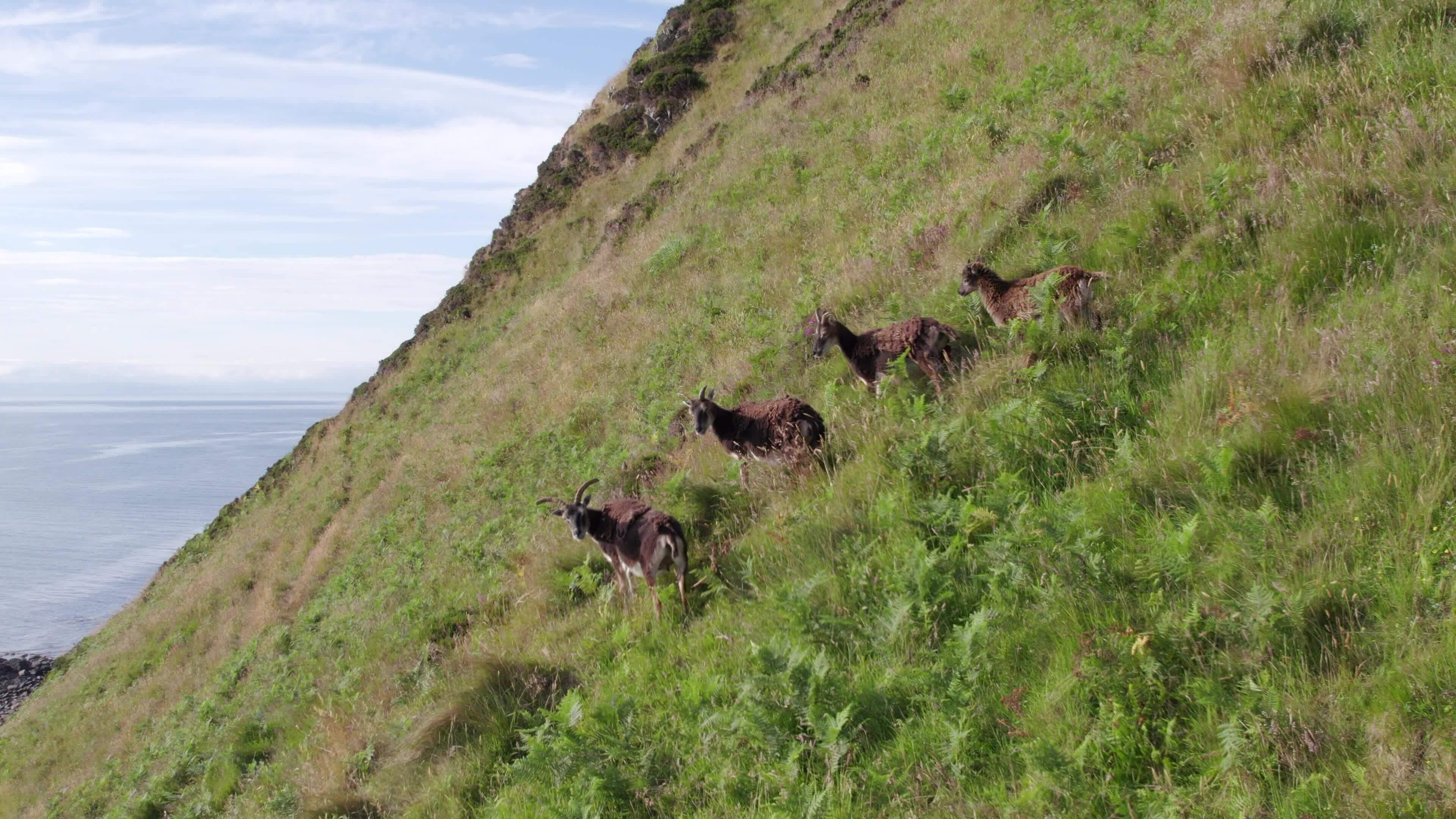 Wild Soay Sheep Grazing on the Side of a Grassy Mountain 23590409 Stock ... Wild Soay Sheep Grazing on the Side of a Grassy Mountain 23590409 Stock ...