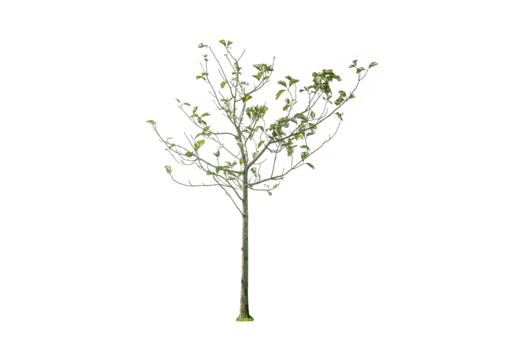 Page 2 | Tree Branch PNGs for Free Download