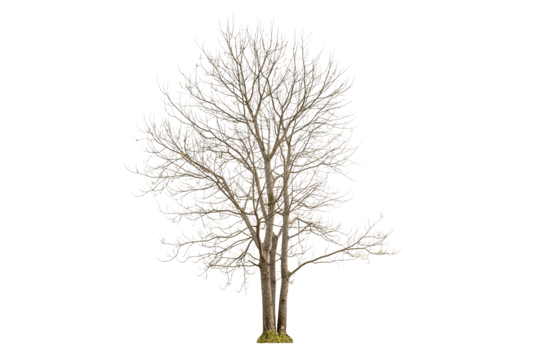 Dry Tree PNGs for Free Download