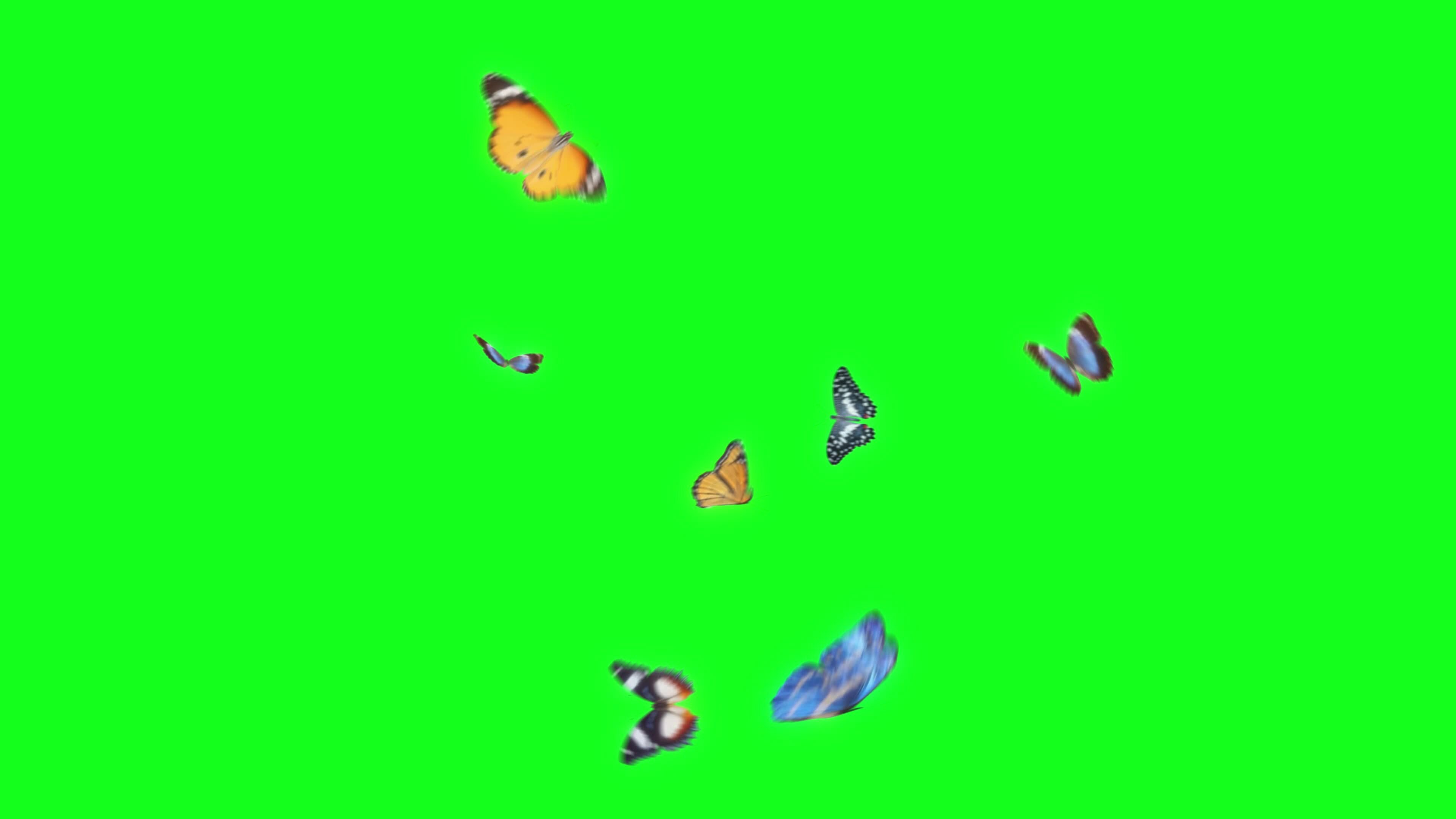 Butterfly Flying Green Screen at James Auxier blog